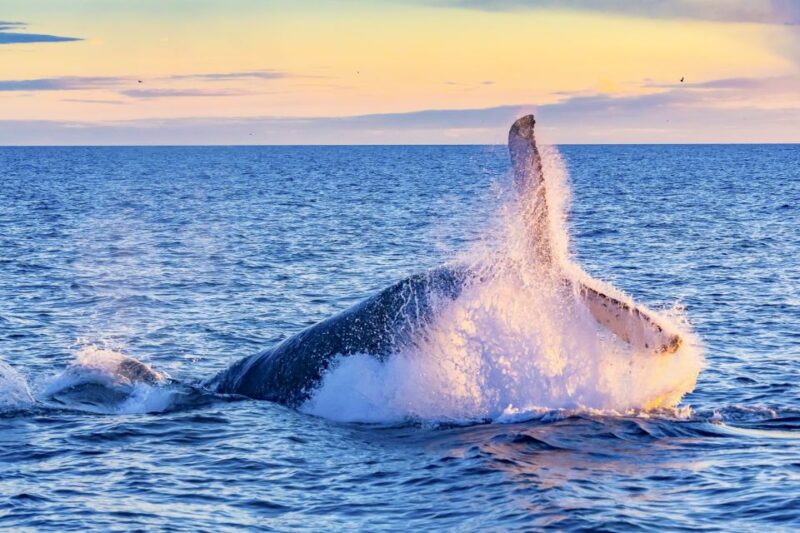 Oahu: Waikiki Eco-Friendly Afternoon Whale Watching Trip - Authentic Experiences and Practical Details