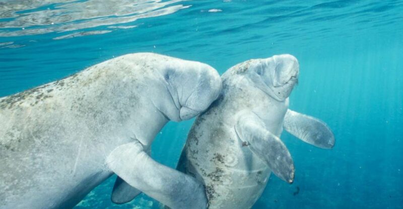Orlando: Swim with Manatees and Homosassa State Park Visit - Practical Tips for the Best Experience