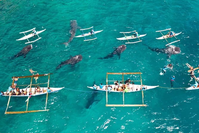 Oslob Whale Shark & Tumalog Waterfalls & Sumilon Sandbar - Authentic Feedback & What to Expect