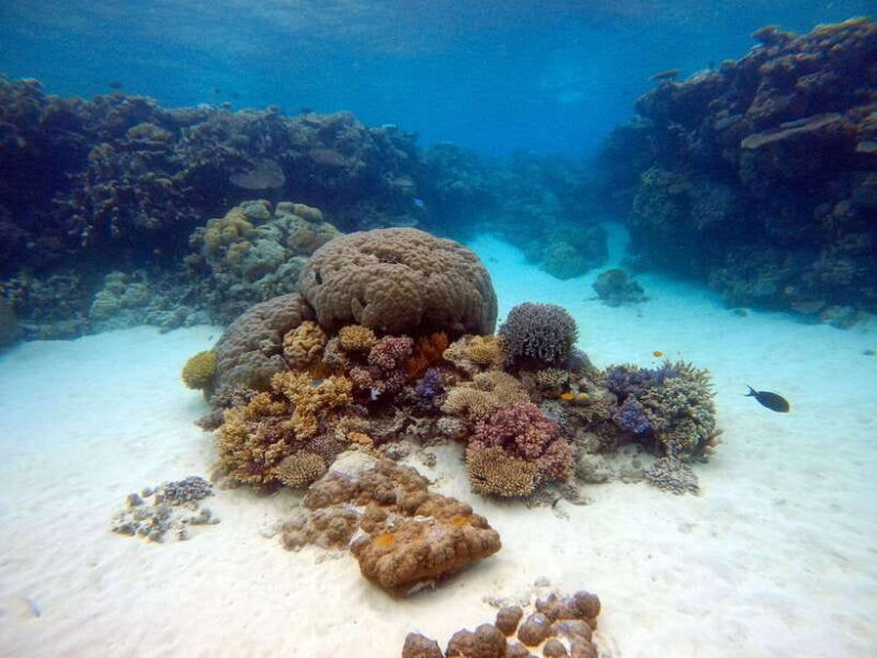 Phi Phi : Maya Bay snorkeling trip with Shrak by Speed Boat - What Makes This Tour Special (and Not-So-Special)