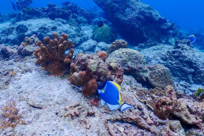Phuket: Similan Island Snorkeling Adventure full day tour - Authentic Traveler Insights