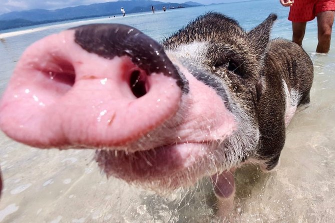 Pigs Island exclusive Semi VIP - Analyzing the Value