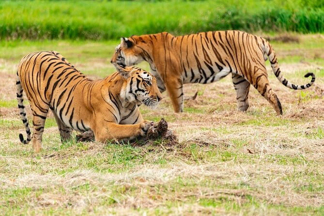 Private 4-Day Tiger Safari and Golden Triangle Tour from Delhi - Day 2: Taj Mahal and Agra’s Forts