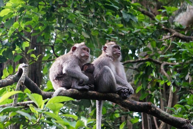 Private Bali Customized Tours - FAQ