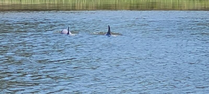 Private dolphin tours in the amazing Savannah Marsh - What’s Included and What to Bring