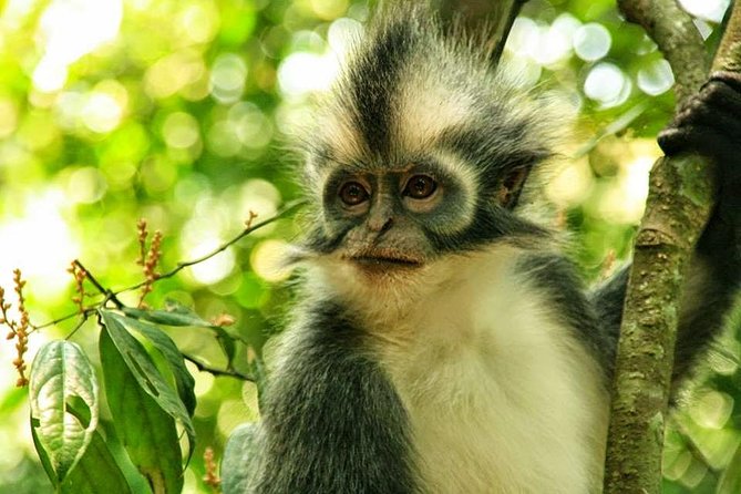Private Full-Day Bukit Lawang Trekking Tour From Medan - The Trek: Walking Through the Heart of the Rainforest