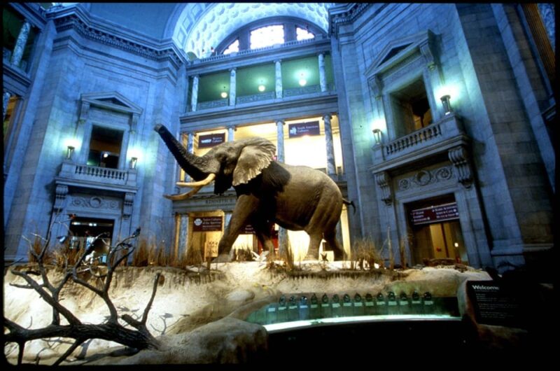 Private Guided Tour of The Natural History Museum - The Experience: What Makes It Valuable?