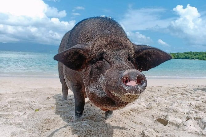 Private Longtail Boat Tour to Koh Madsum and Koh Tan with Lunch - Return to Thong Krut Beach and End of Tour