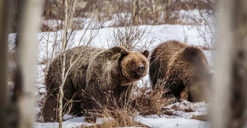 Private Sunset Safari of Grand Teton National Park - FAQs