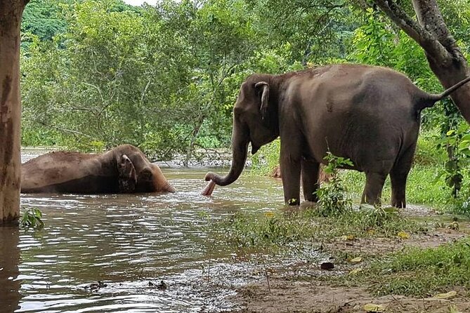 Private Tour to Kanchanaburi Death Railway and Elephant Haven - What Makes This Tour Stand Out?