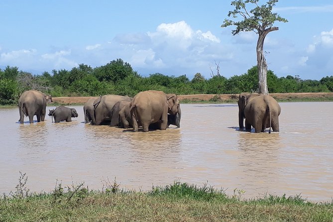 Privet One Day Udawalawe National Park Elephant Safari - Frequently Asked Questions