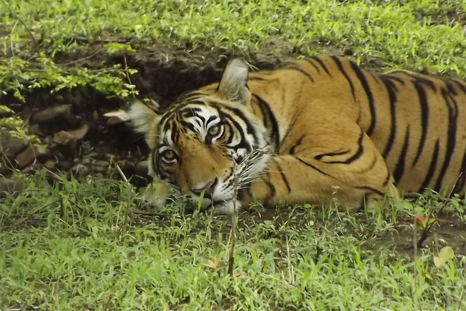 Ranthambore Tiger Safari Day trip from Jaipur - All Inclusive - The Sum Up