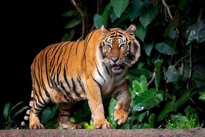 Ranthambore Tiger Safari In Gypsy 6 Seater All Inclusive visits - Final Thoughts