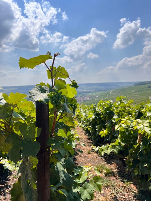 Reims/Epernay: Champagne Day Tour with Tastings - In-Depth Itinerary Breakdown