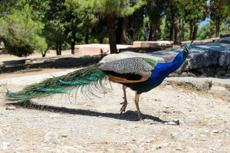 Rhodes: Filerimos Hill and Butterfly Valley Bus Trip - Practical Tips for Your Trip