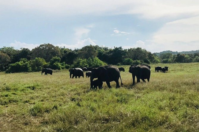 Safari Tour at Minneriya National Park - The Sum Up