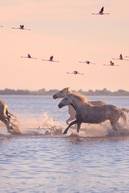 Saintes-Maries de la mer: At the heart of Camargue history - Final Thoughts