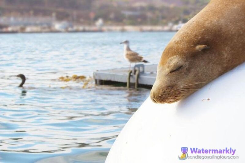 San Diego: Half-Day Marine Wildlife Tour with Lunch - Final Thoughts: Is It Worth It?