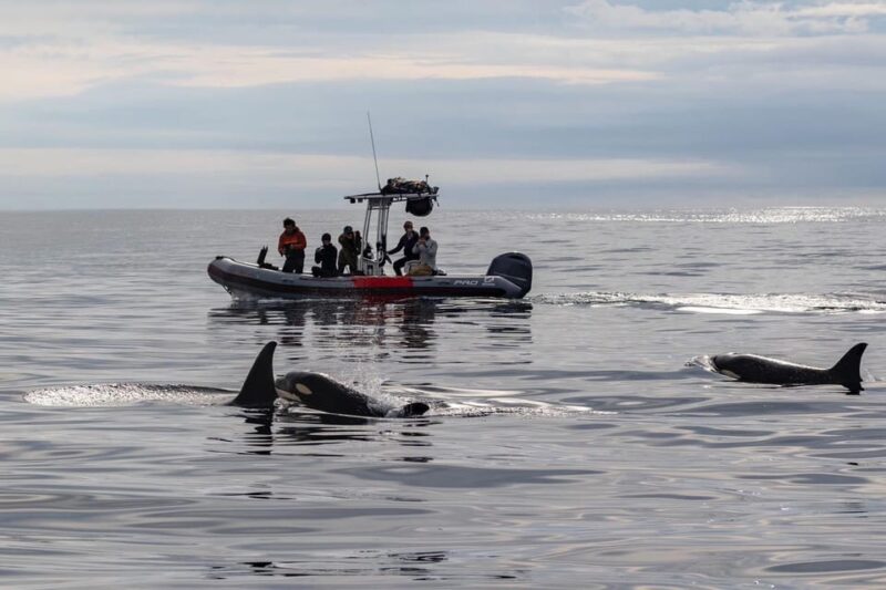 San Diego: Whale and Dolphin Watching Speedboat Tour - The Sum Up