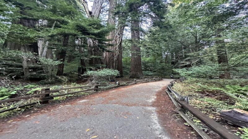 San Francisco: Full-Day City Tour w/ Muir Woods & Sausalito - Who Should Book This Tour?