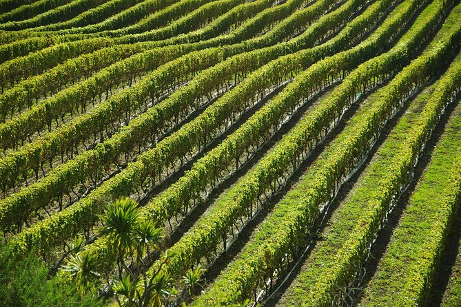 Sant'Agata de' Goti wine tasting and cooking class experience - Who Is This Tour Best For?