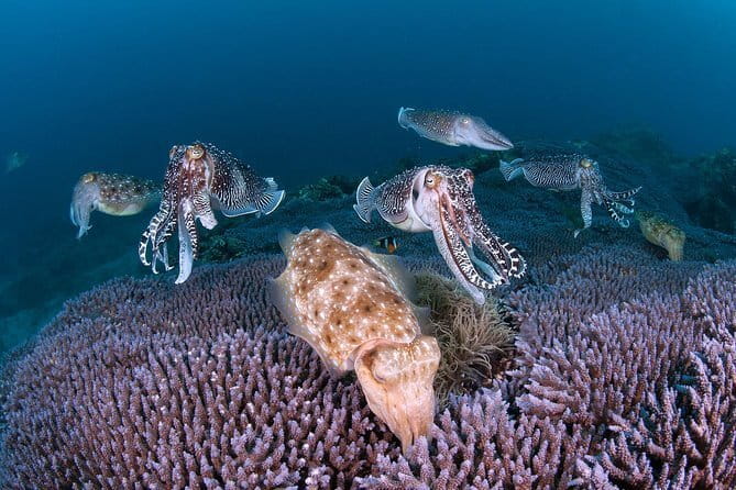 Scuba Diving in Yakushima island (for certified divers only) - The Sum Up