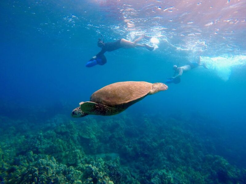 Sea Scooter Snorkeling Guided Tour - Wailea Beach - Authentic Guest Perspectives