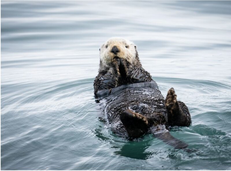 Seward: Kenai Fjords National Park Catamaran Cruise w/Lunch - Who’s the Ideal Traveler?