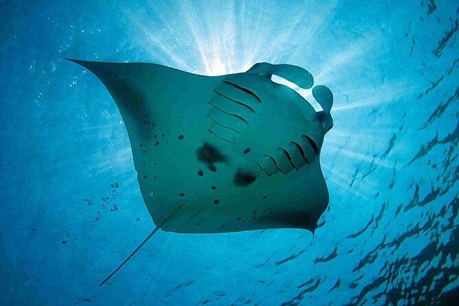 Snorkeling Trips with Manta Ray from Nusa Lembongan - Final Summary
