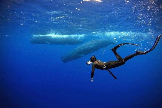 Snorkeling with Whales in Mirissa - Final Thoughts