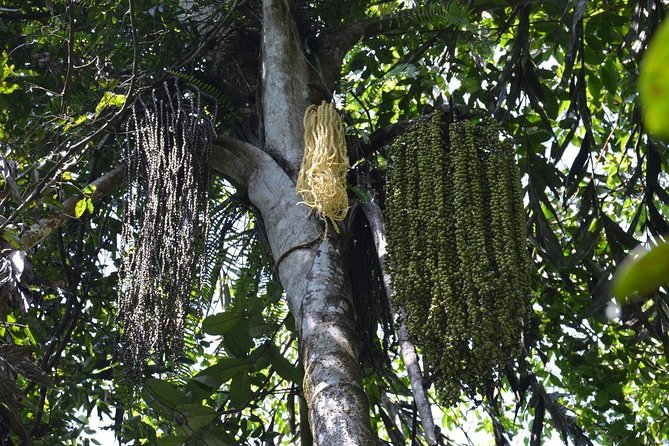 Sri Lanka Sinharaja Rain Forest Tour with Transport - Who Would Love This Tour?