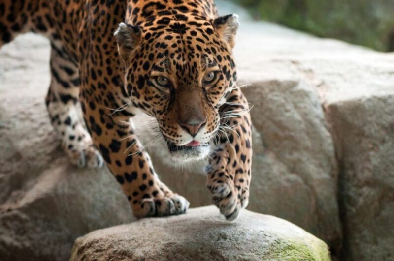 Stoneham, Massachusetts: Stone Zoo Entry Ticket - Frequently Asked Questions