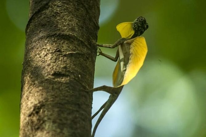 Sulawesi Tangkoko National Park Private Tour - FAQs About the Sulawesi Tangkoko National Park Private Tour
