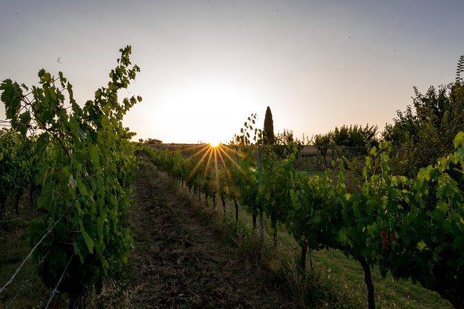 TASTING Selection of 3 wines in Montefalco - Authenticity and Production Techniques