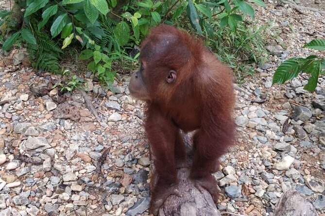 TOUR PACKAGE (Taxi, Room, Jungle Trekking) 3 Days in BUKIT LAWANG - Final Thoughts