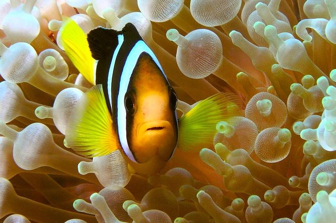 Try Scuba Diving - Frequently Asked Questions