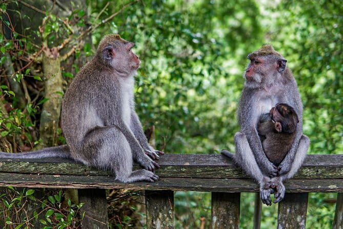 Ubud Highlight Private Charter with Jungle Swing - Who Should Consider This Tour?