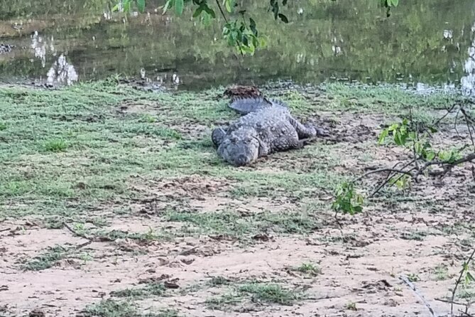 Udawalawa National Park Day Tour - Who Should Consider This Tour?
