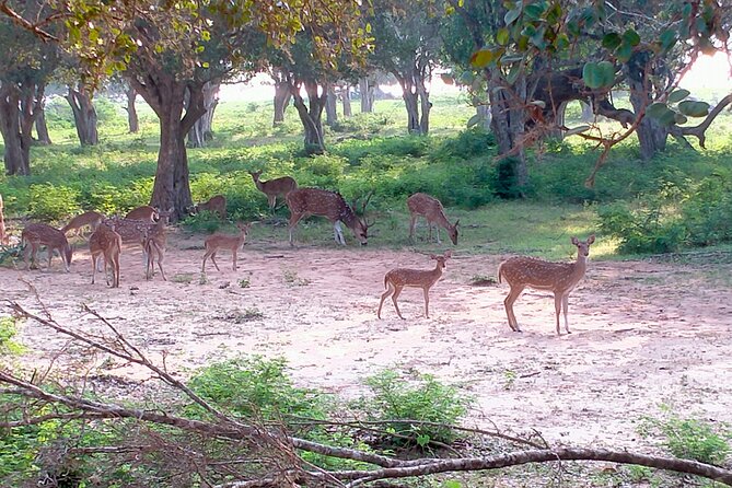 Udawalawa National Park Safari trip from Hikkaduwa/Galle/Weligama - Lunch and Additional Activities