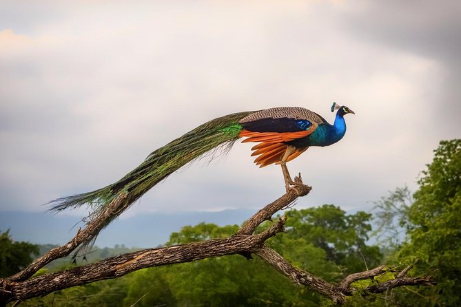 Udawalawe Safari Day Trip from Ella/Tangalle/Dikwella/Hambantota - Final Thoughts: Is This Tour Right for You?