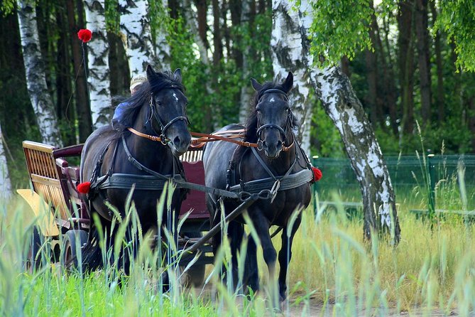 Vinyard Tour By Horse & Carriage With Delicious Tasting - Umbria - Practical Details and Tips