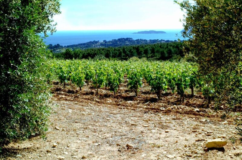 Visit the vineyards and discover Bandol wines - Practical Details and What to Expect