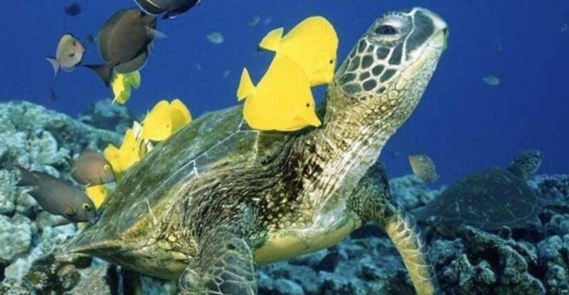 Waikiki Beach: Turtle Snorkeling and Sailing on Hwea - Authentic Insights from Reviews