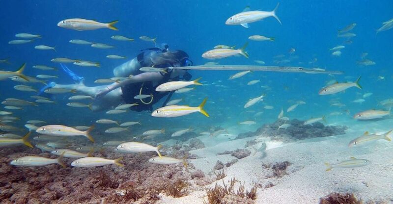 Waikiki: Honolulu Beginner Scuba Diving with Videos - The Value of the Experience