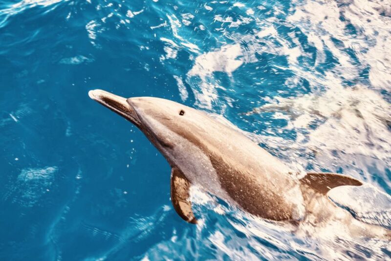 West O'ahu: Dolphin Watching and Snorkeling Catamaran Cruise - Analyzing the Value
