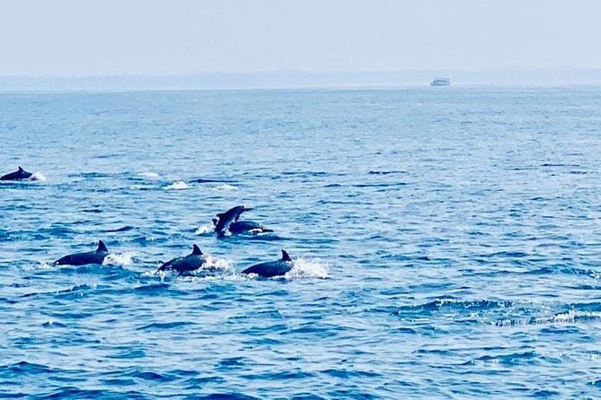 Whale Watching Experience in Mirissa - Final Thoughts