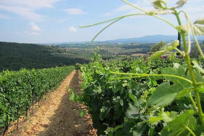 Wine tasting in Chianti, visiting Castellina, in Tuscany from Rome - The Sum Up