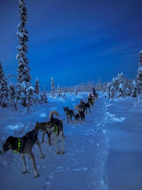 Winter Dog Sled Tour Day or Night Mush! - Who Will Love This Experience?