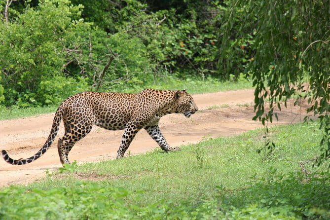 Yala Camping by Ajith Safari All Inclusive - Practical Tips for Potential Participants