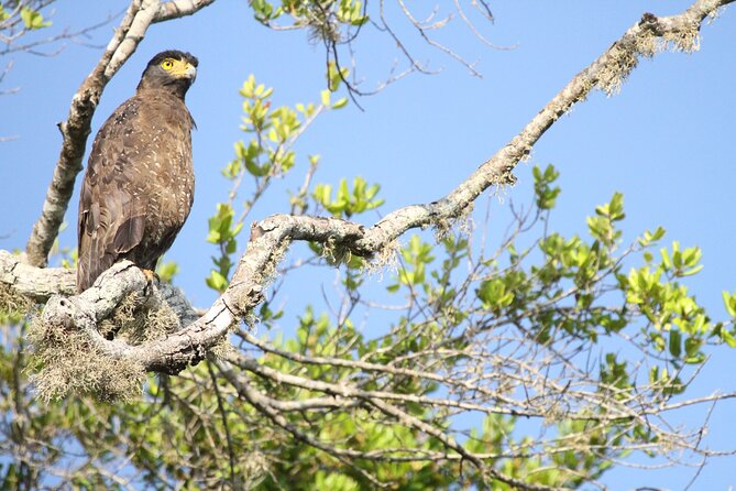 Yala Full Day Safari from Hambantota Port Shore Excursion - What Travelers Say